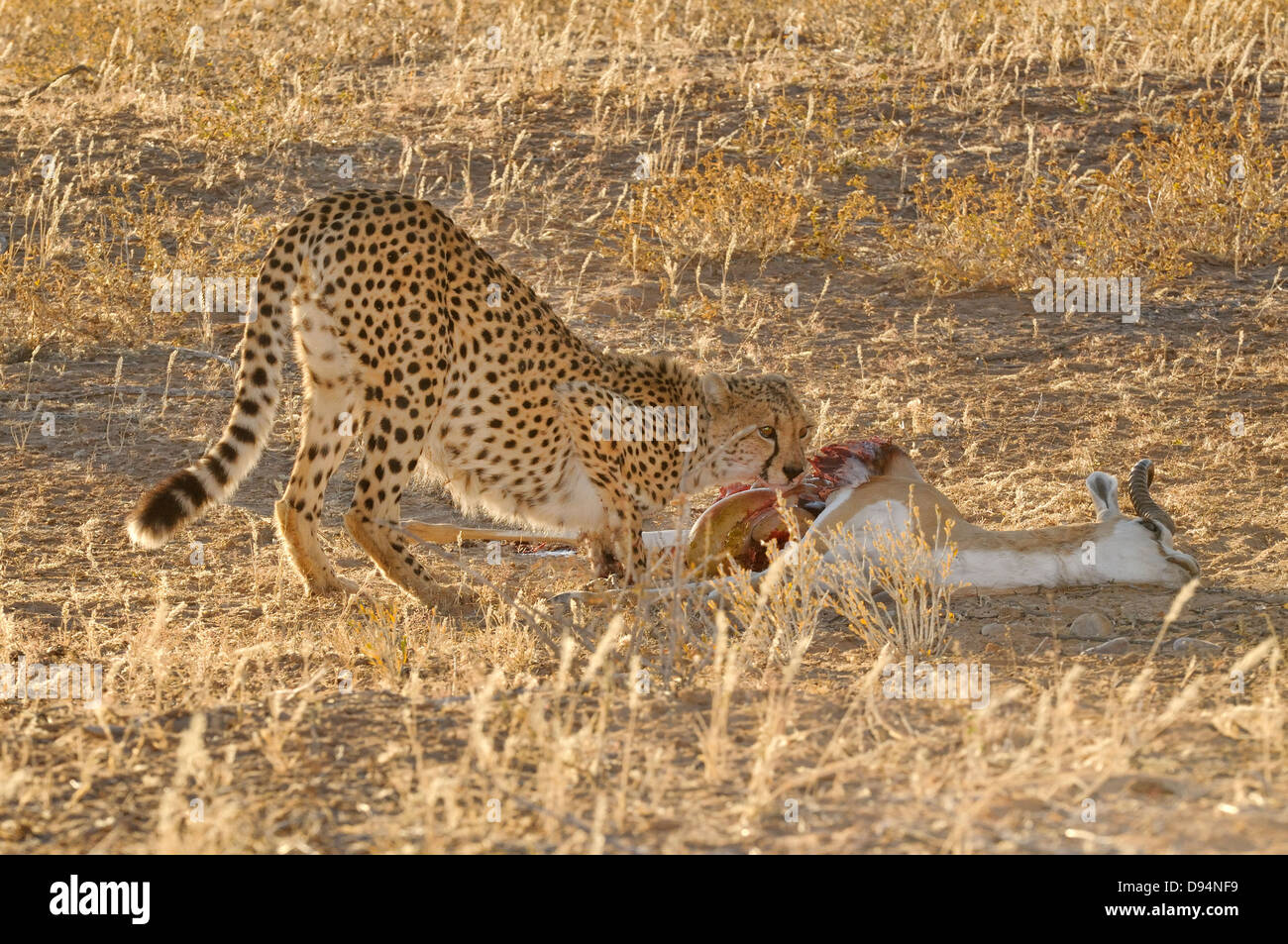 Cheetah Acinonyx jubatus Eating recently killed Springbok Photographed ...