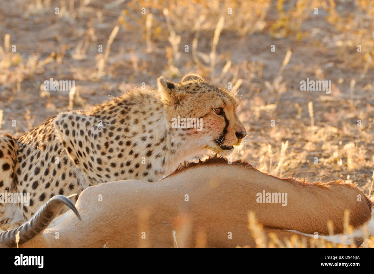 Springbok and cheetah hi-res stock photography and images - Alamy