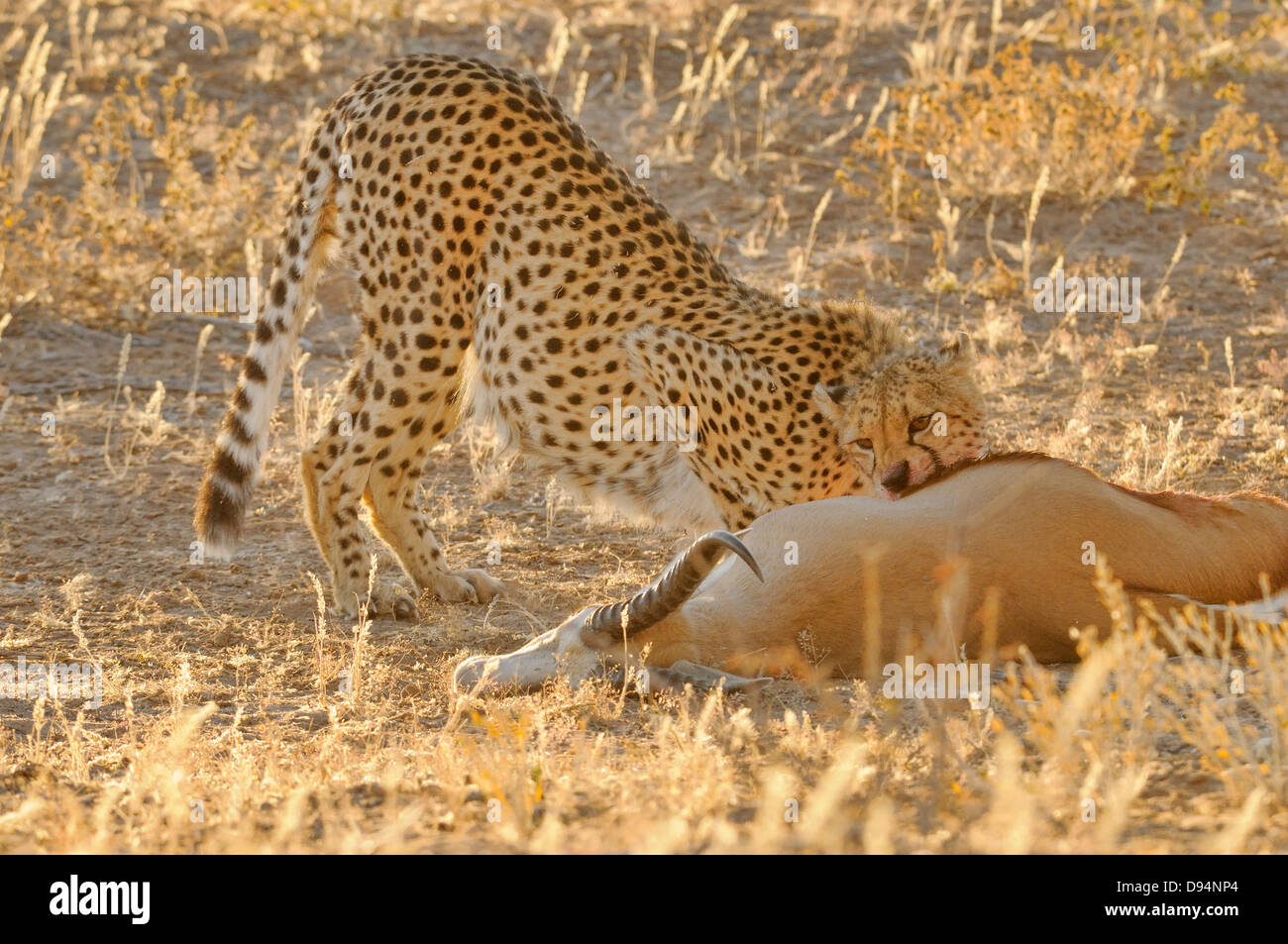 Cheetah Acinonyx jubatus Eating recently killed Springbok Photographed ...
