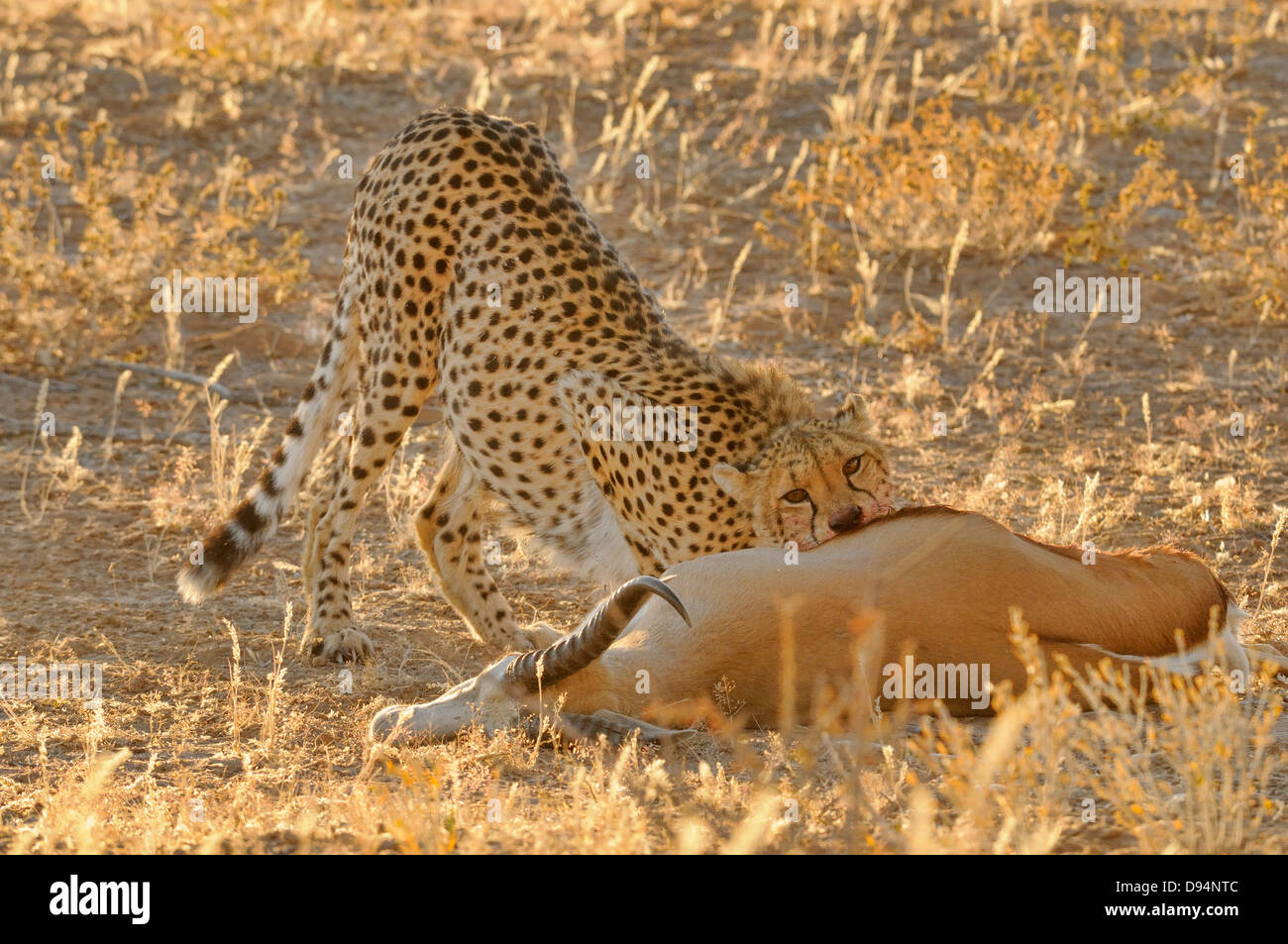 Springbok and cheetah hi-res stock photography and images - Alamy