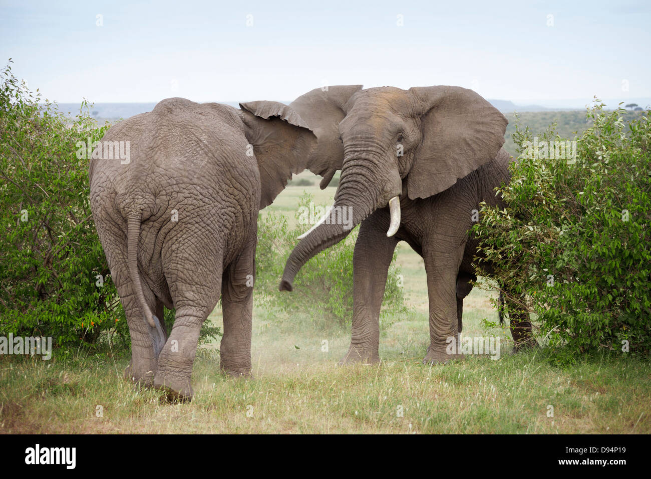 Adult bull african elephants sparring hi-res stock photography and ...