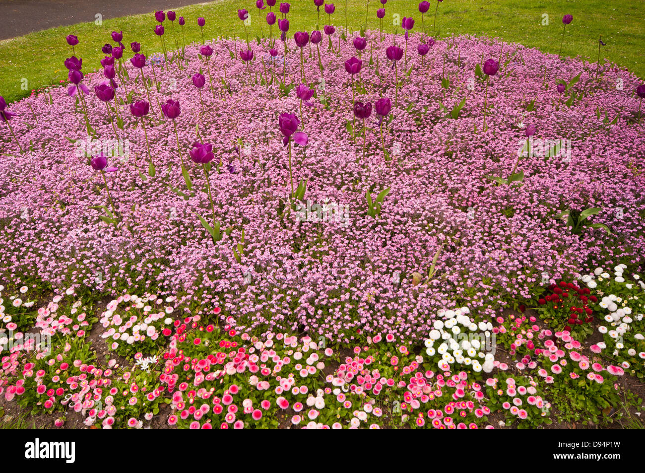 Spring Bedding Plants In A Springtime Flower Bed With Tulips Stock ...