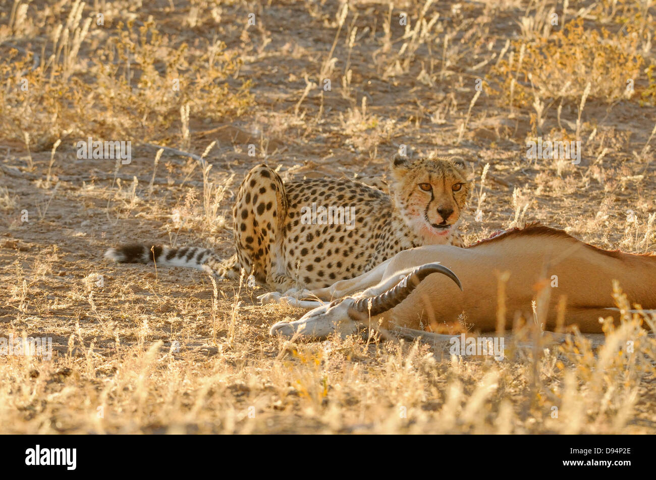 Cheetah Acinonyx jubatus Eating recently killed Springbok Photographed ...
