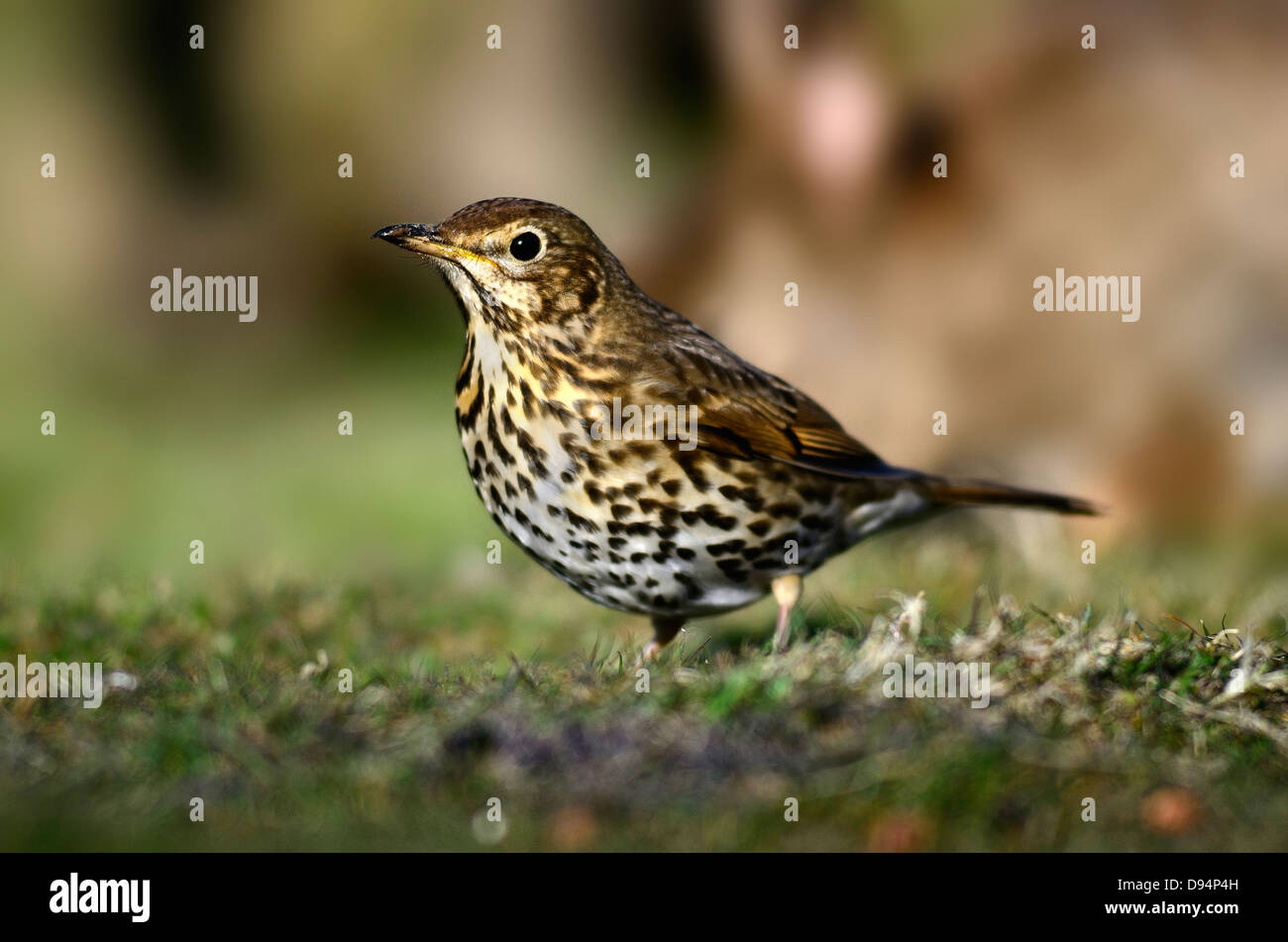 Ground thrush hi-res stock photography and images - Alamy