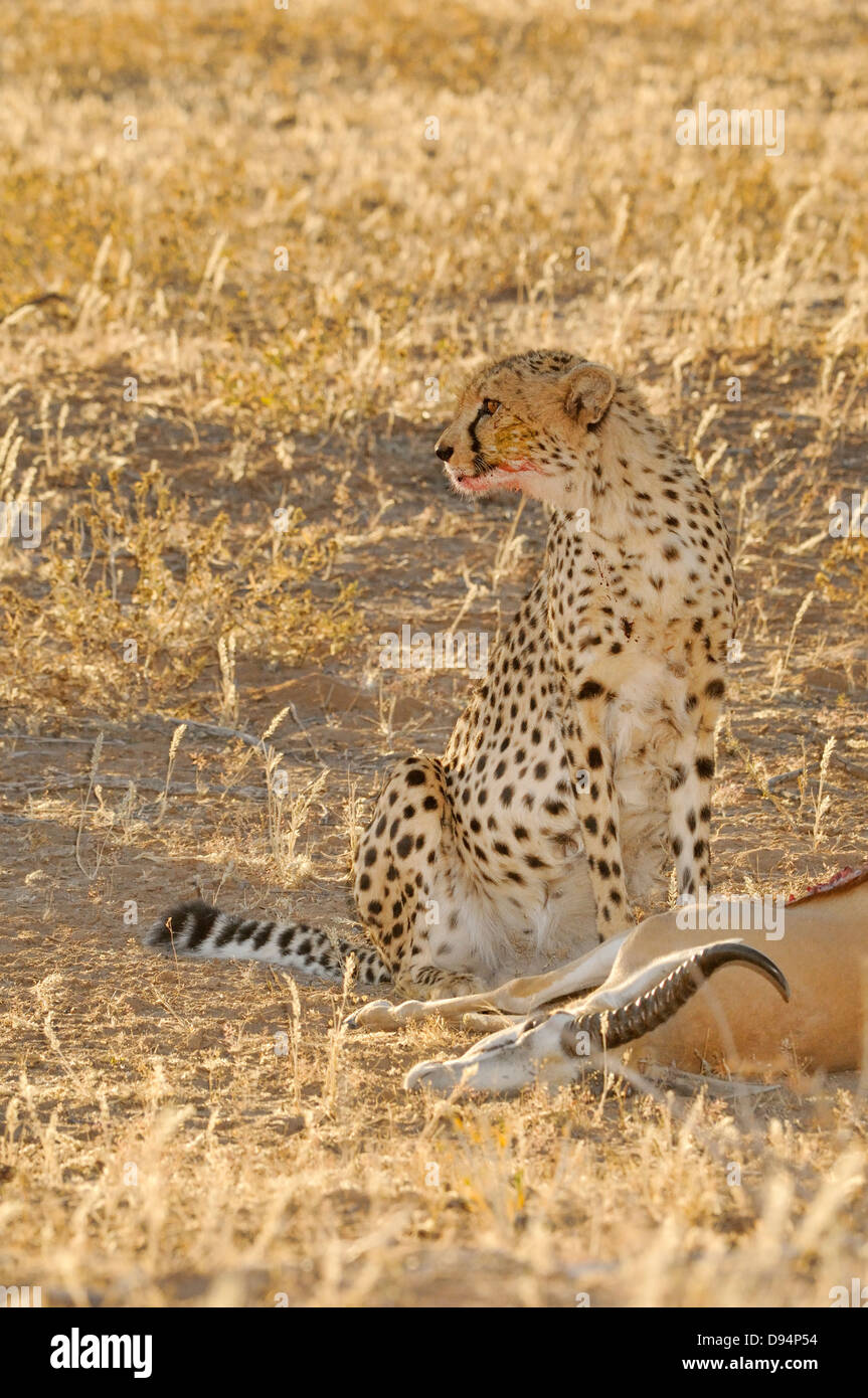 Cheetah Acinonyx jubatus Eating recently killed Springbok Photographed ...