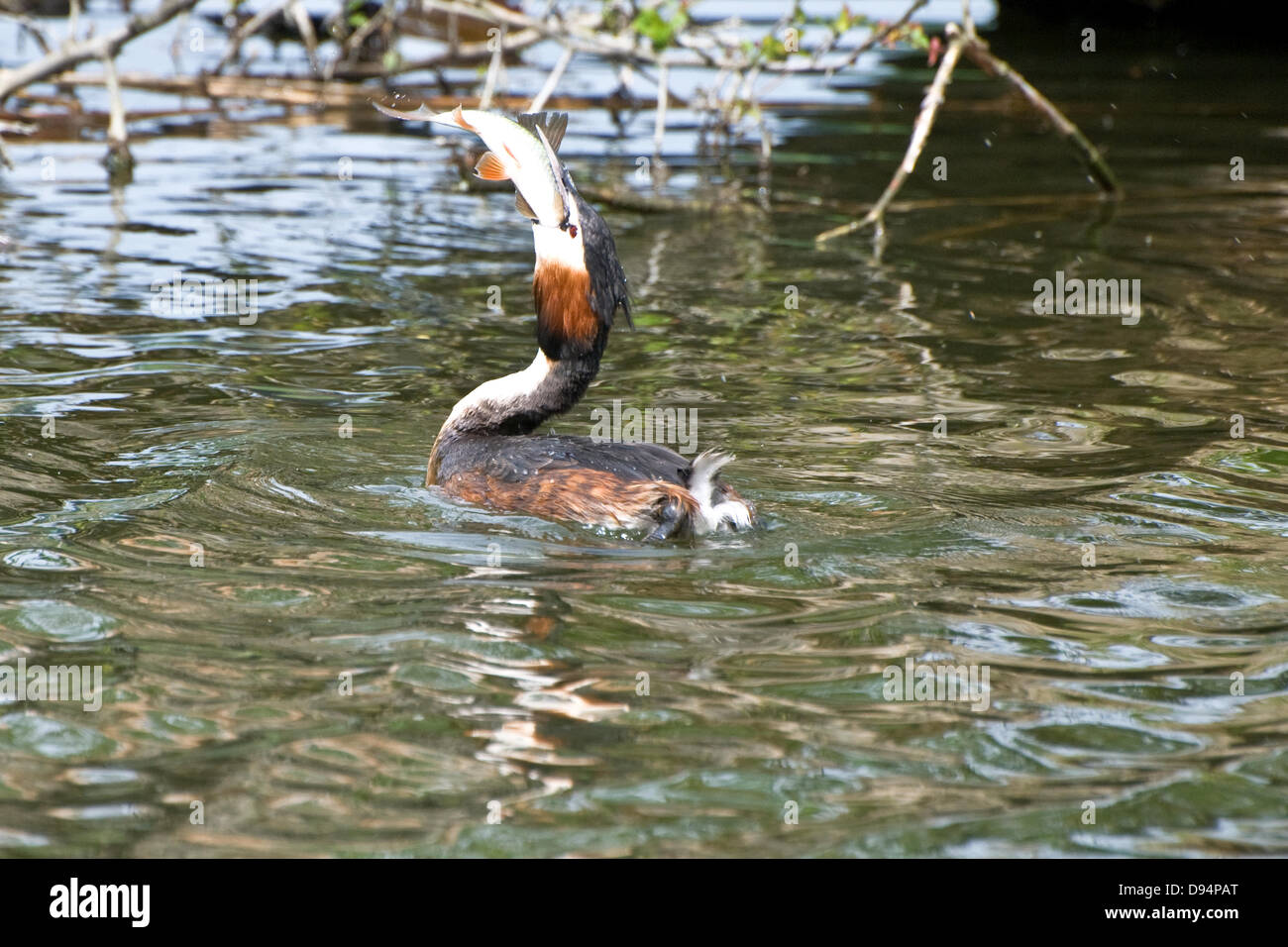 Great Crested Grebe trying to eat a fish that is far too big Stock ...