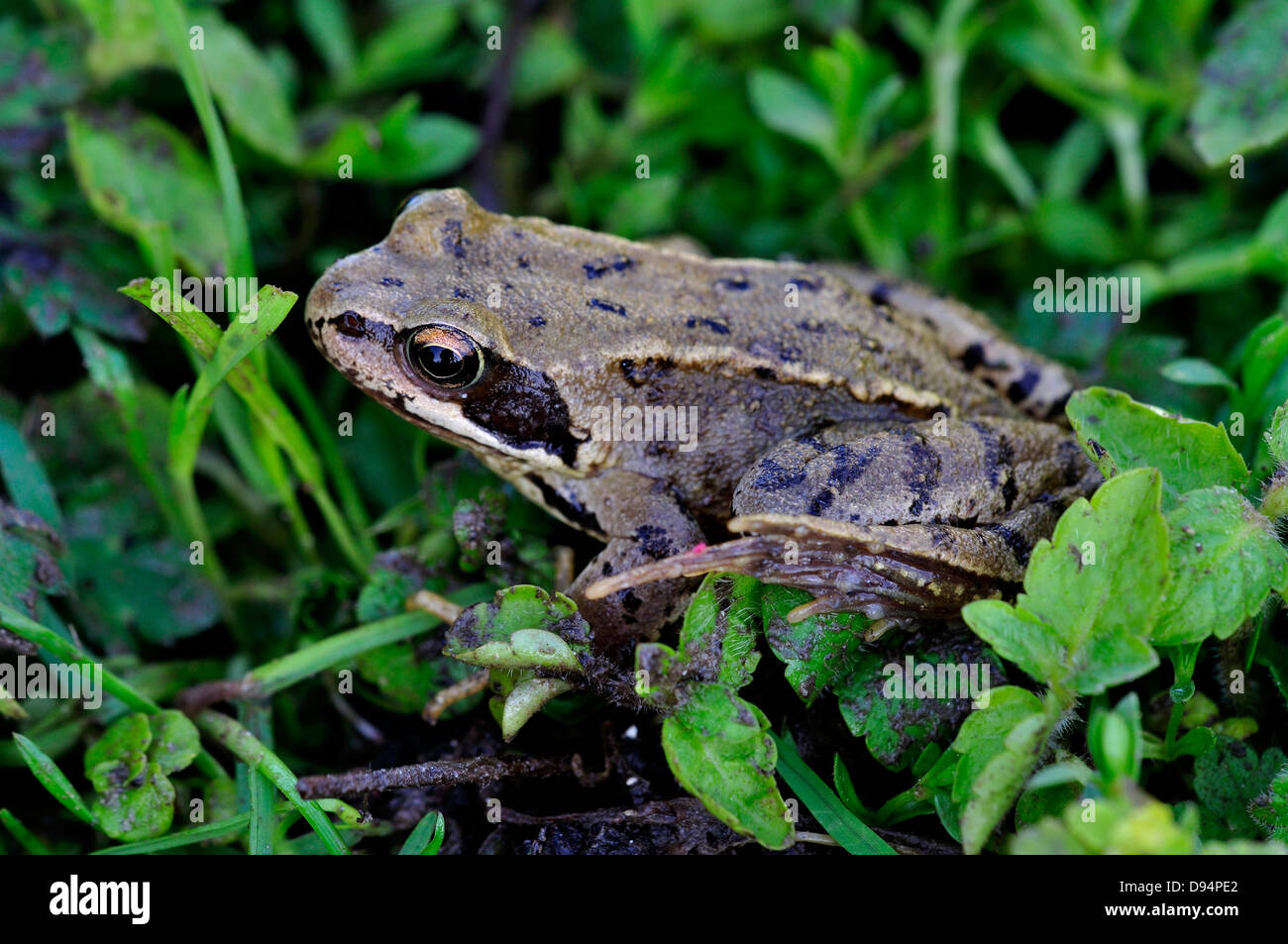 Common familiar visitor hi-res stock photography and images - Alamy