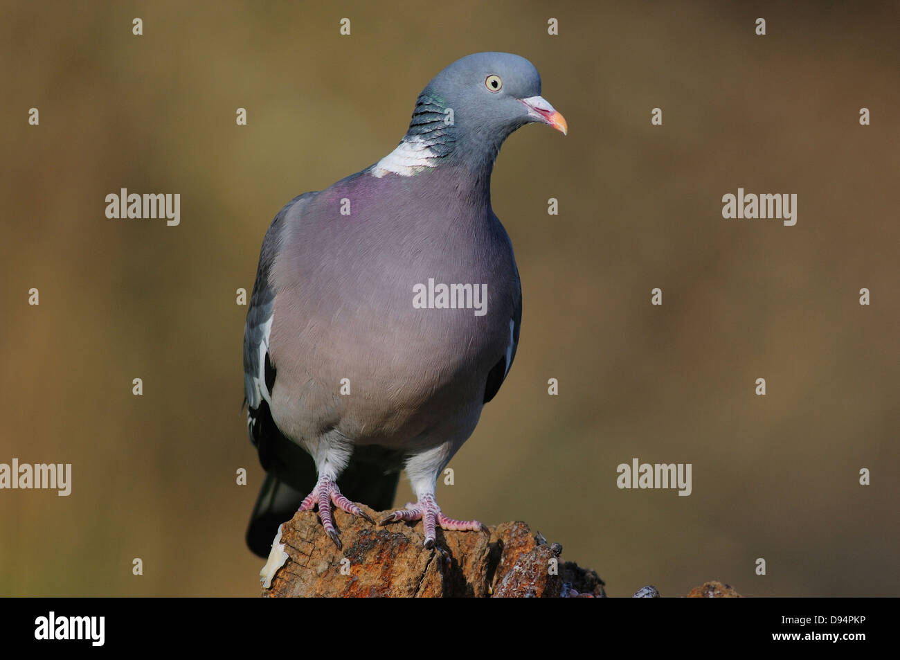 Pigeon Post High Resolution Stock Photography and Images - Alamy