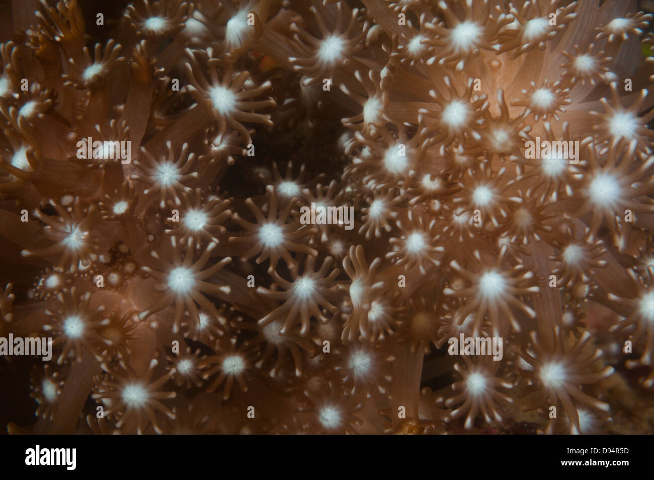 Flower-like coral polyps in the Lembeh Straits of Indonesia Stock Photo ...