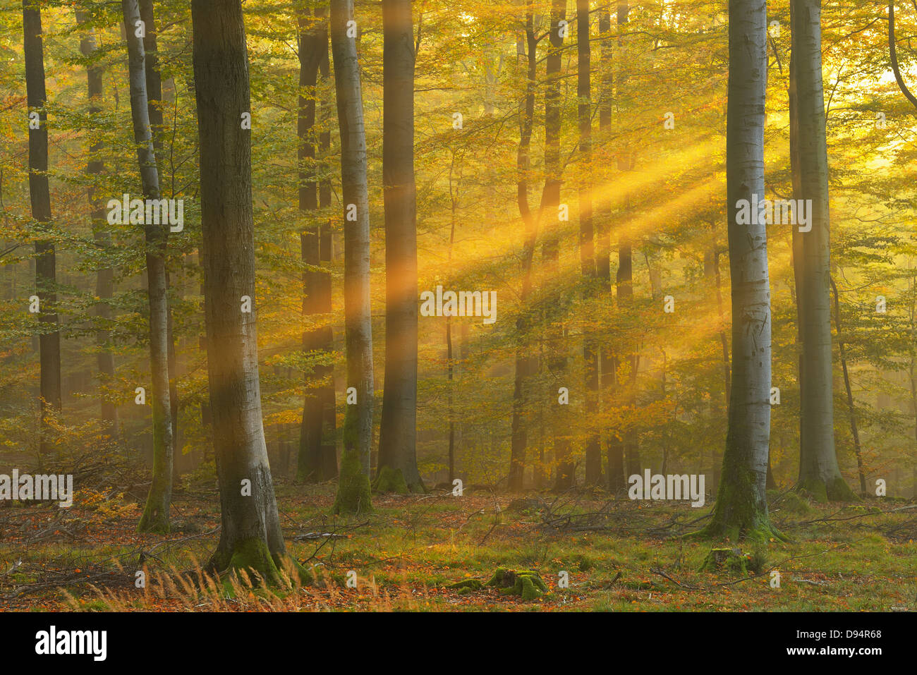 Sunbeams through Beech Forest in Autumn, Spessart, Bavaria, Germany ...