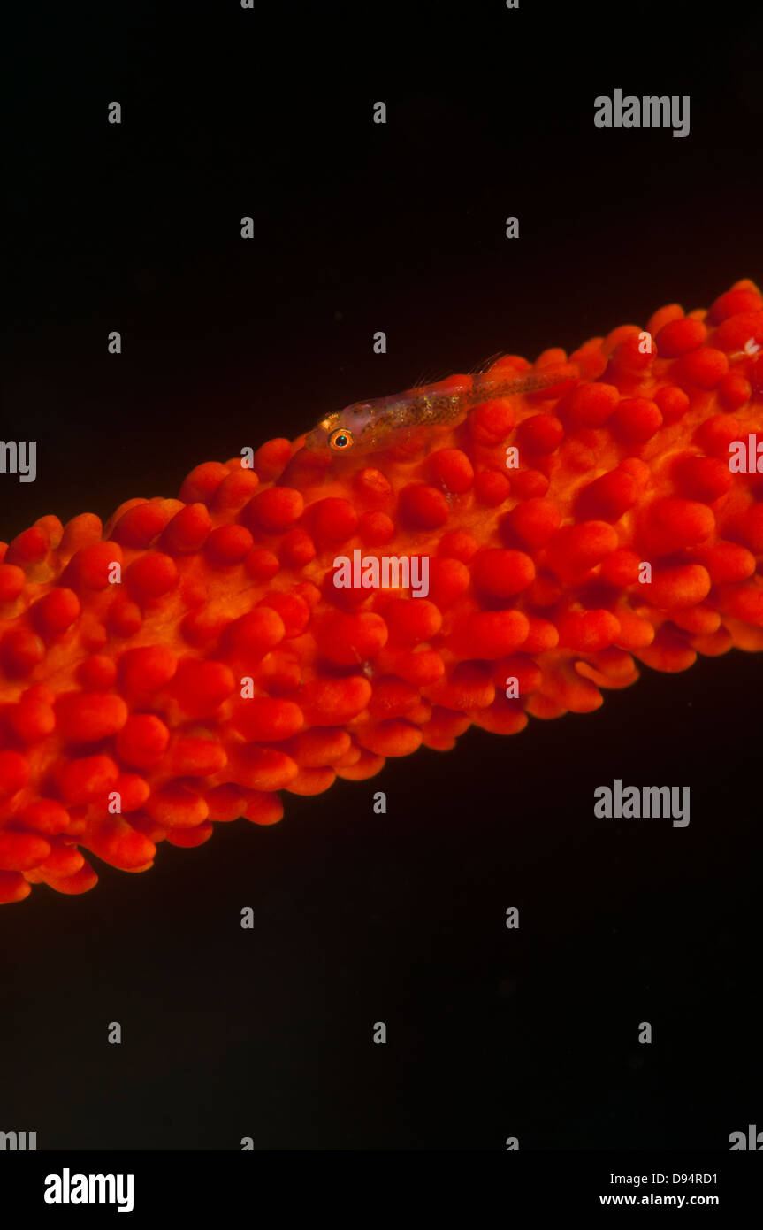Whip-coral goby (Bryaninops yongei) tries to hide on a whip coral in ...