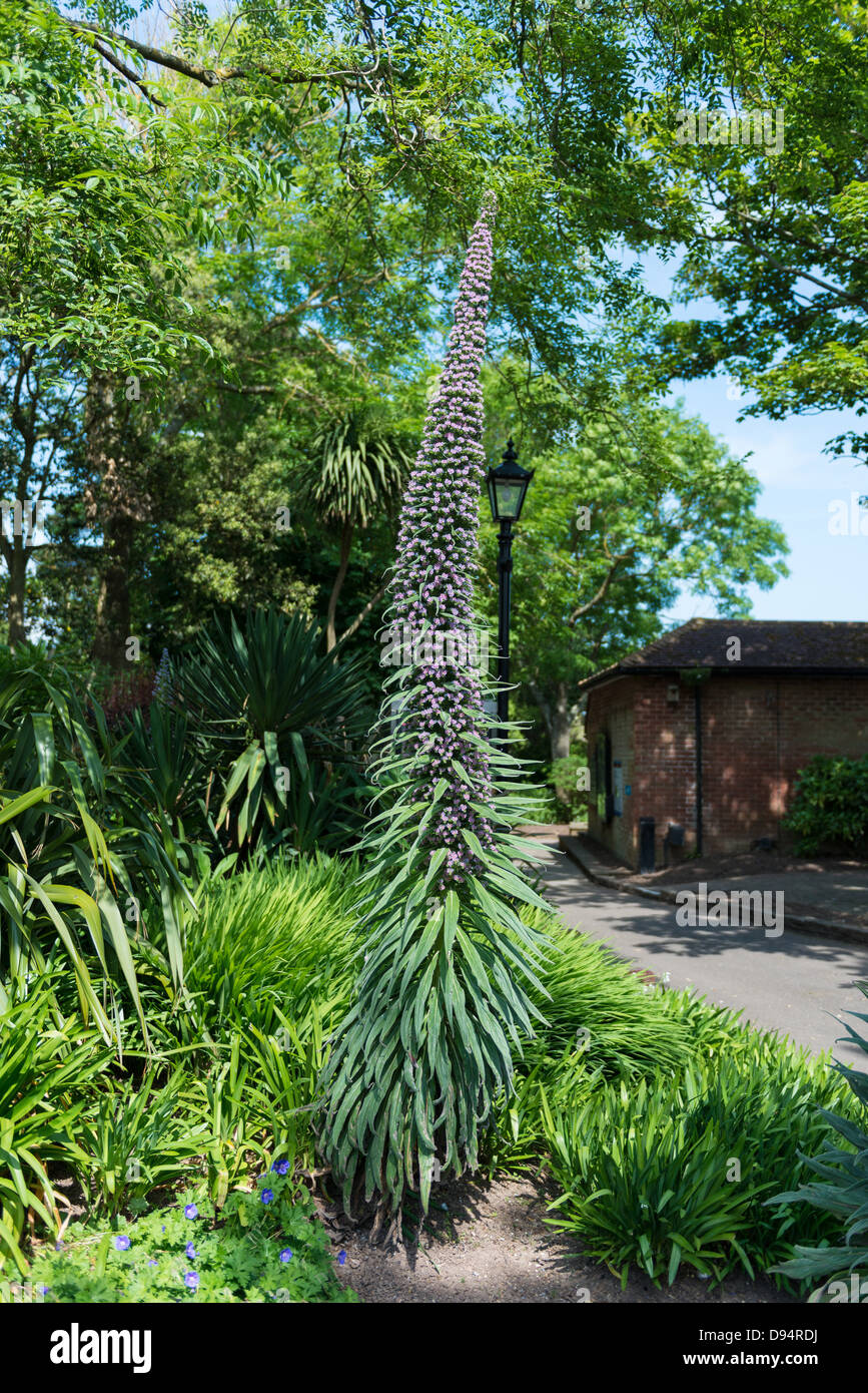 Connaught Gardens, Sidmouth, Devon. June 10th 2013. An Echium Pininana ...
