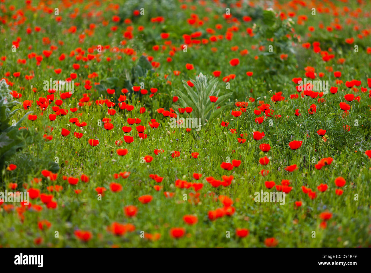 Small poppy flowers hi-res stock photography and images - Alamy