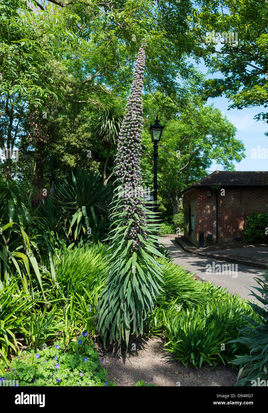 Giant vipers bugloss tree echium hi-res stock photography and images ...