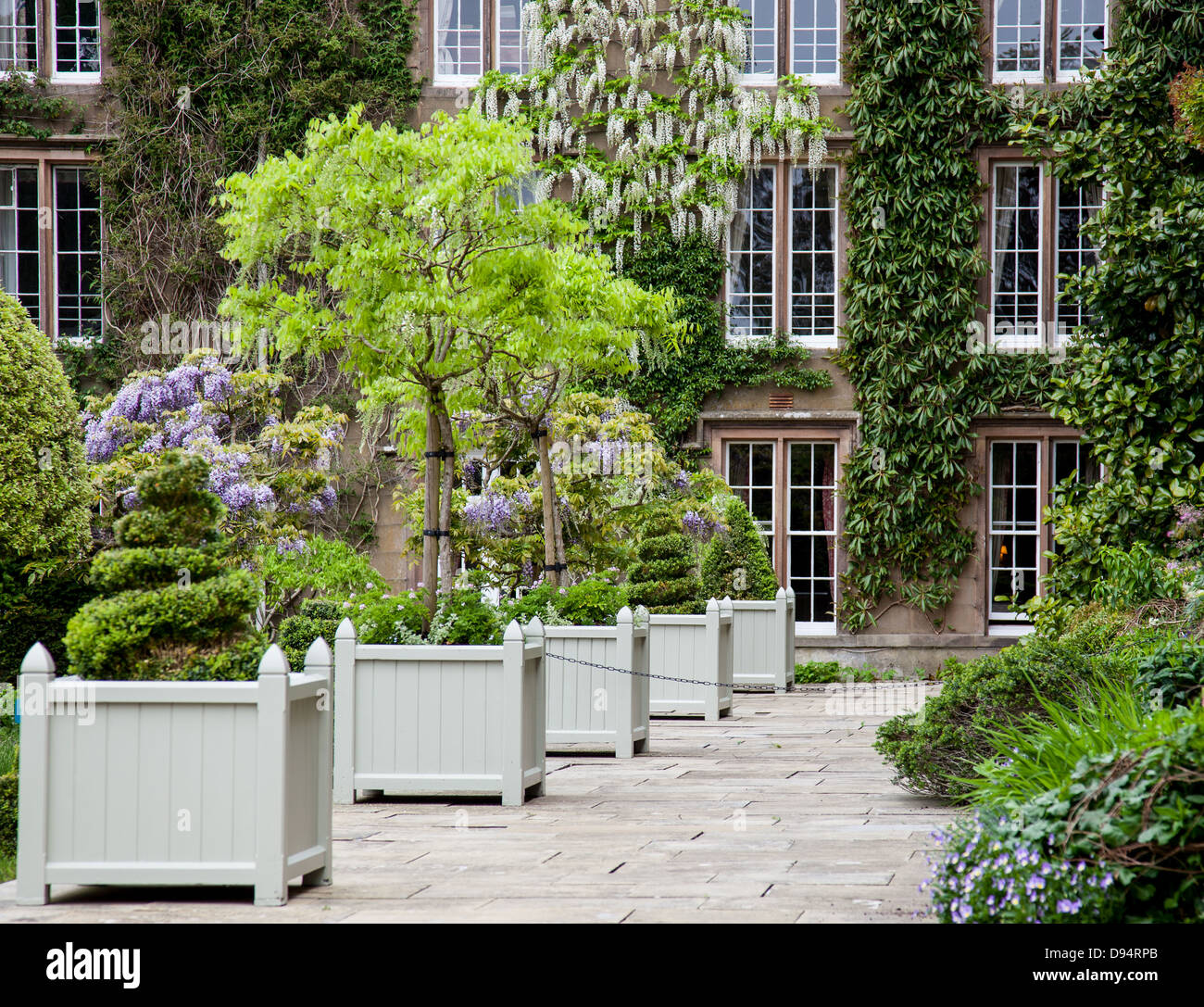 Wisteria trees in large tubs in Holker Hall gardens, Cumbria Stock ...