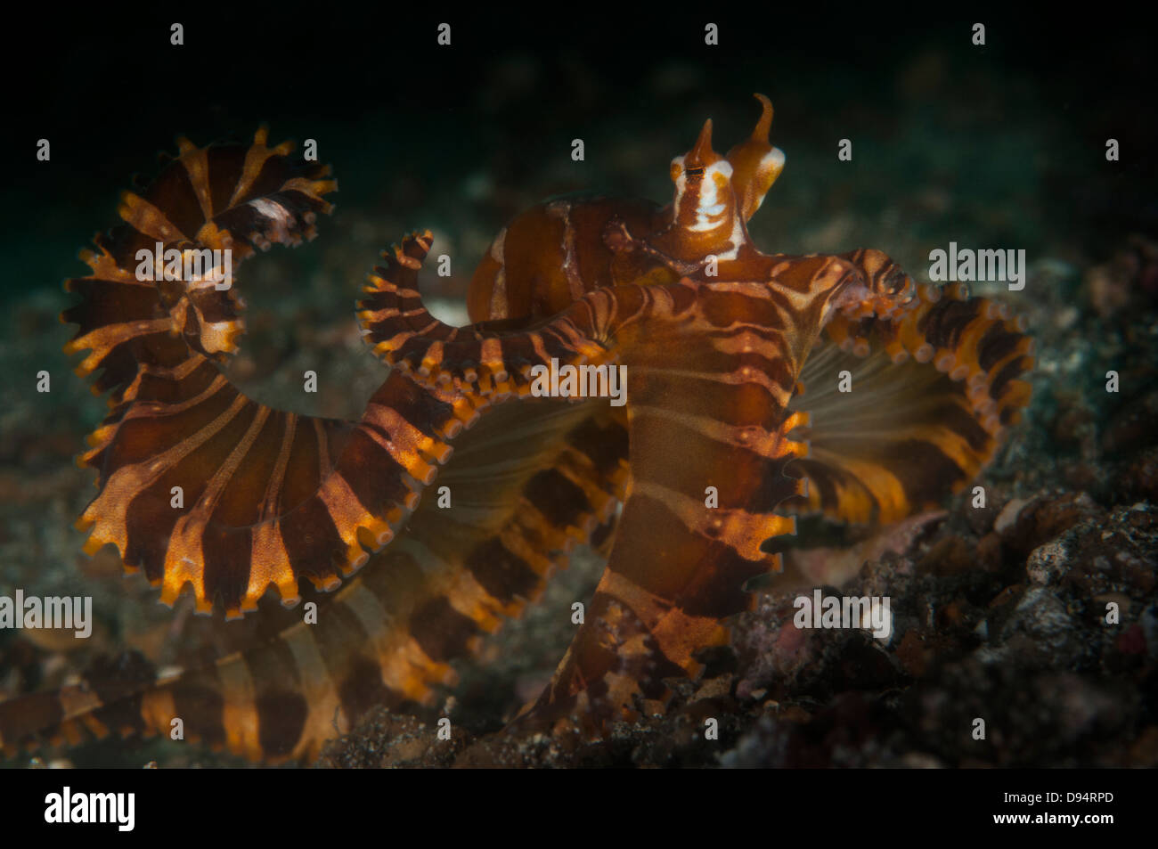 Octopus walk arms hi-res stock photography and images - Alamy