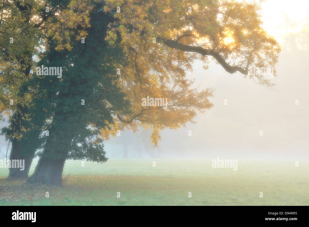 Oak Tree with Autumn Foliage in Forest Glade in Morning Haze, Bavaria ...