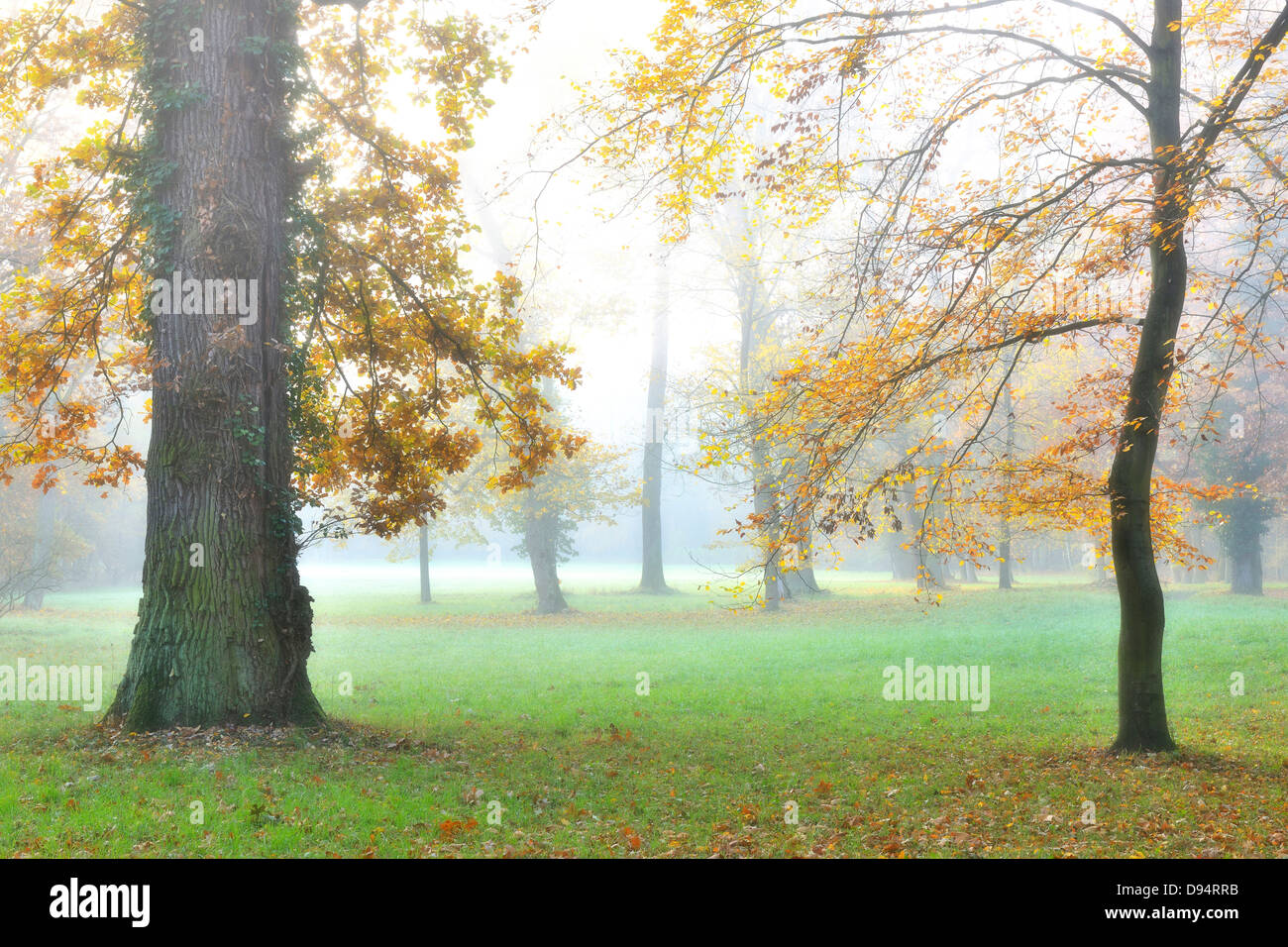 Oak Tree Trunks and Autumn Foliage in Forest Glade in Morning Haze ...