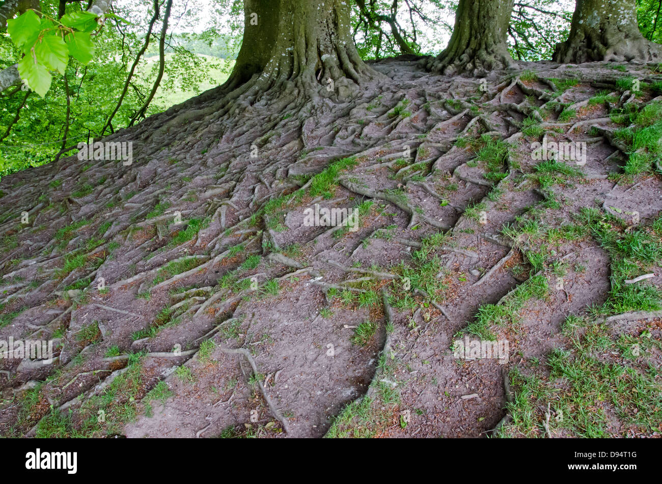Tree roots underground hi-res stock photography and images - Alamy