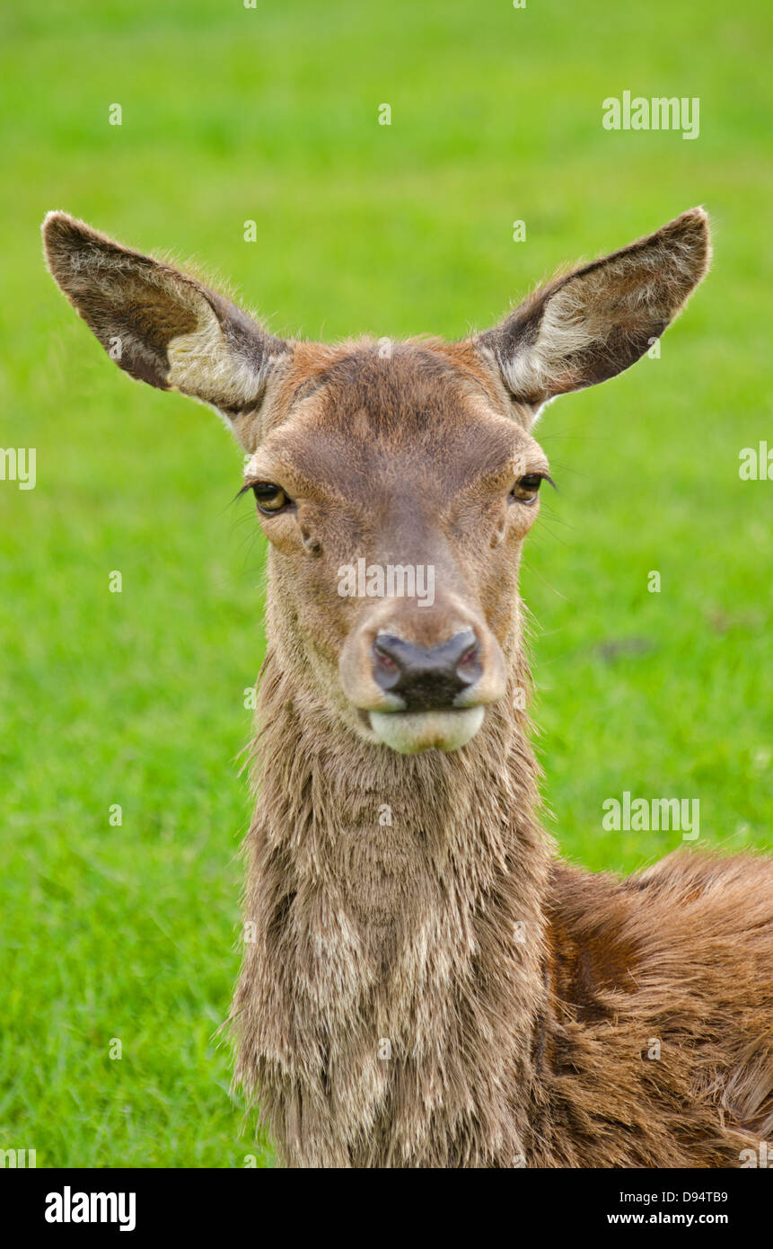 Female red deer Stock Photo - Alamy