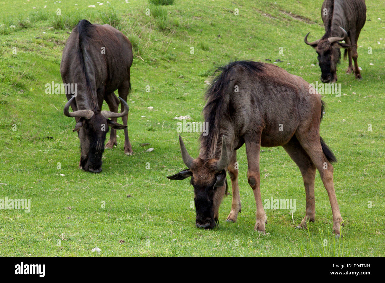Gnu horns hi-res stock photography and images - Alamy