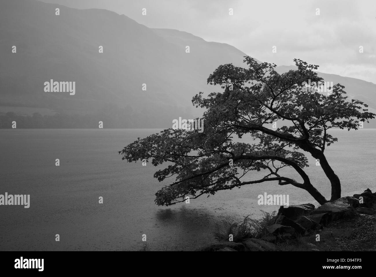 Tree by the lake Stock Photo - Alamy