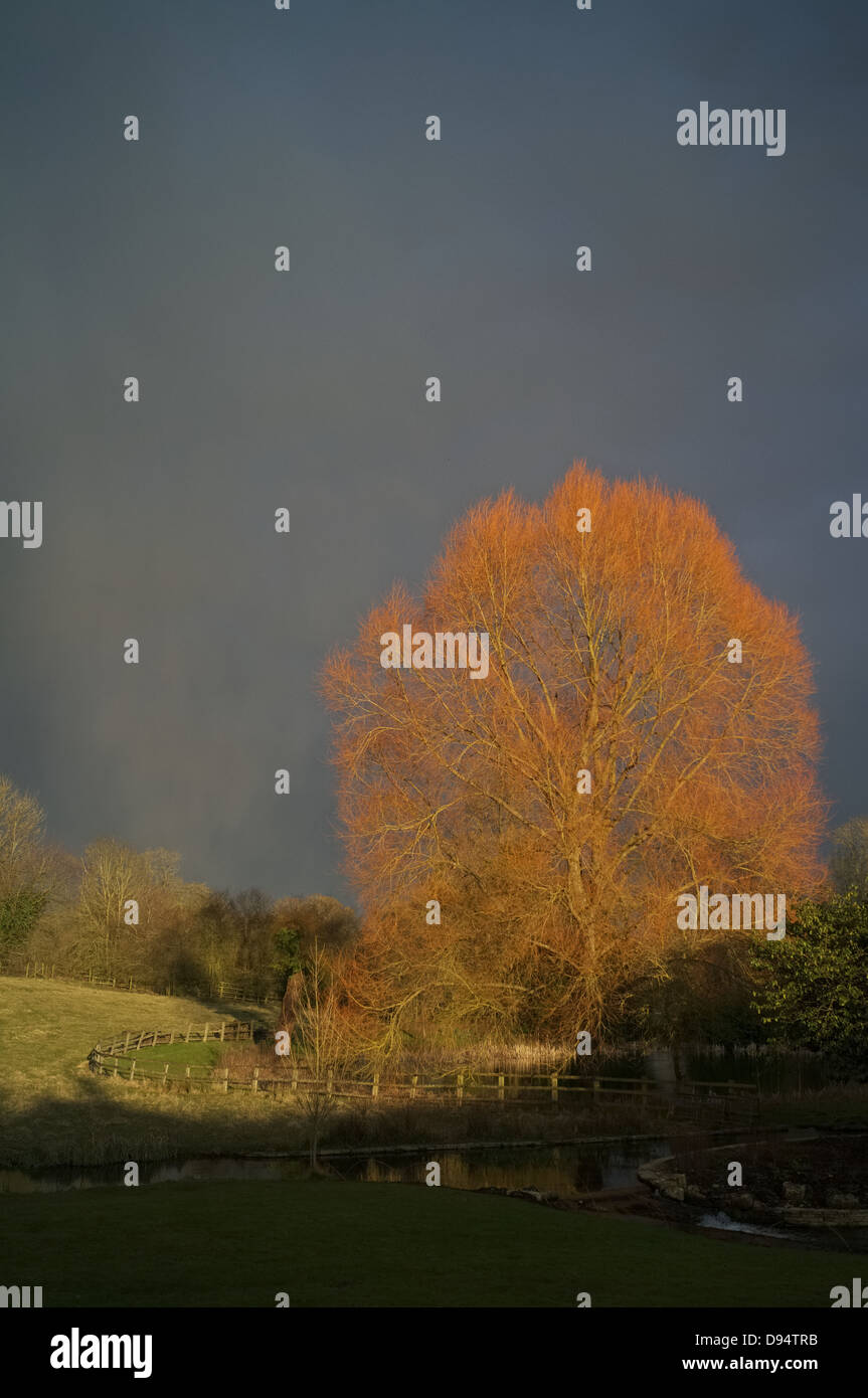 The golden tree hi-res stock photography and images - Alamy