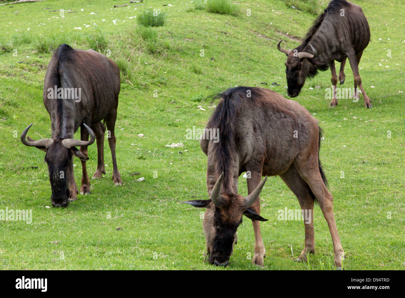 Gnu Horns High Resolution Stock Photography and Images - Alamy