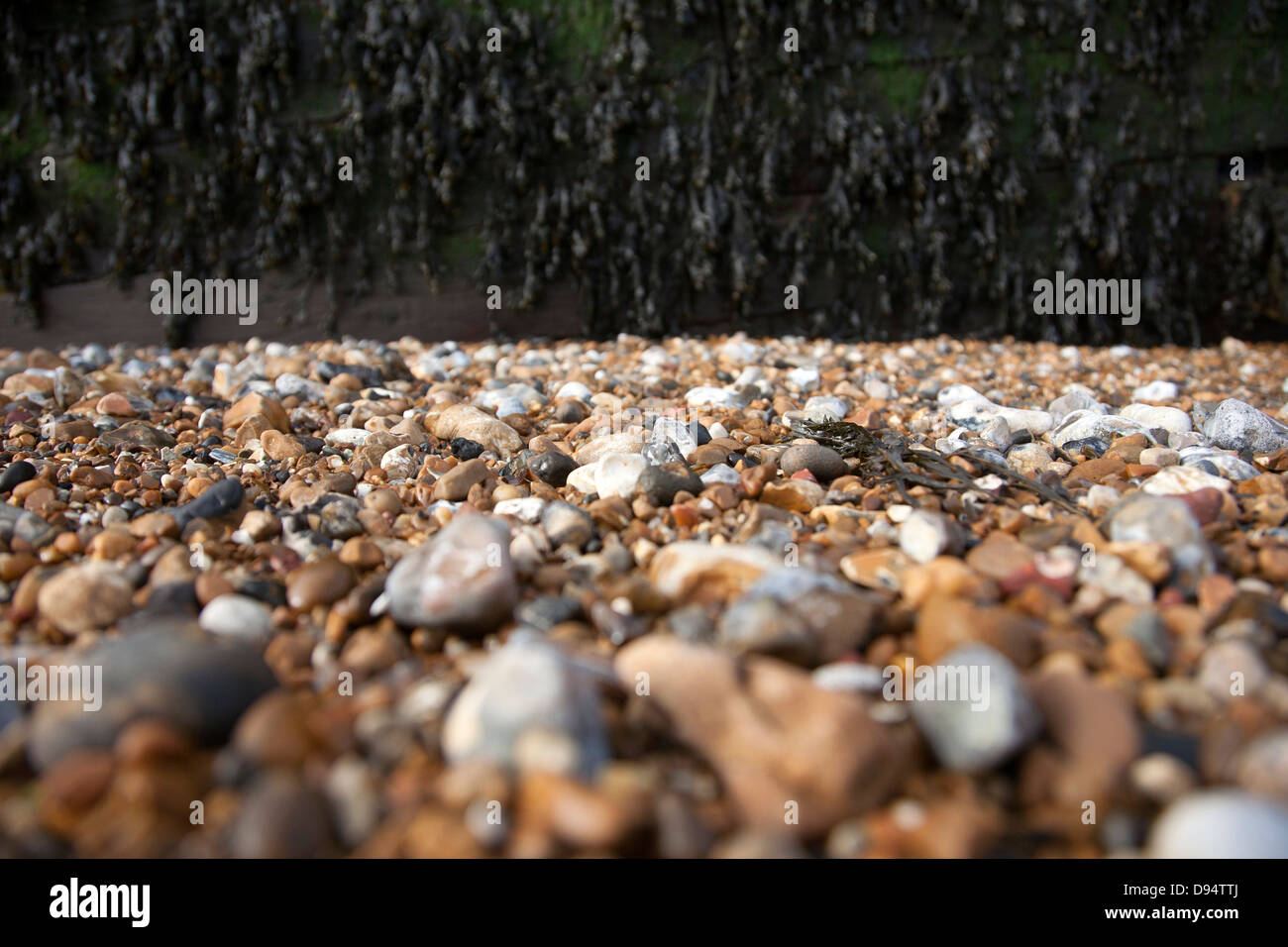 Beach shingle and shells hi-res stock photography and images - Alamy