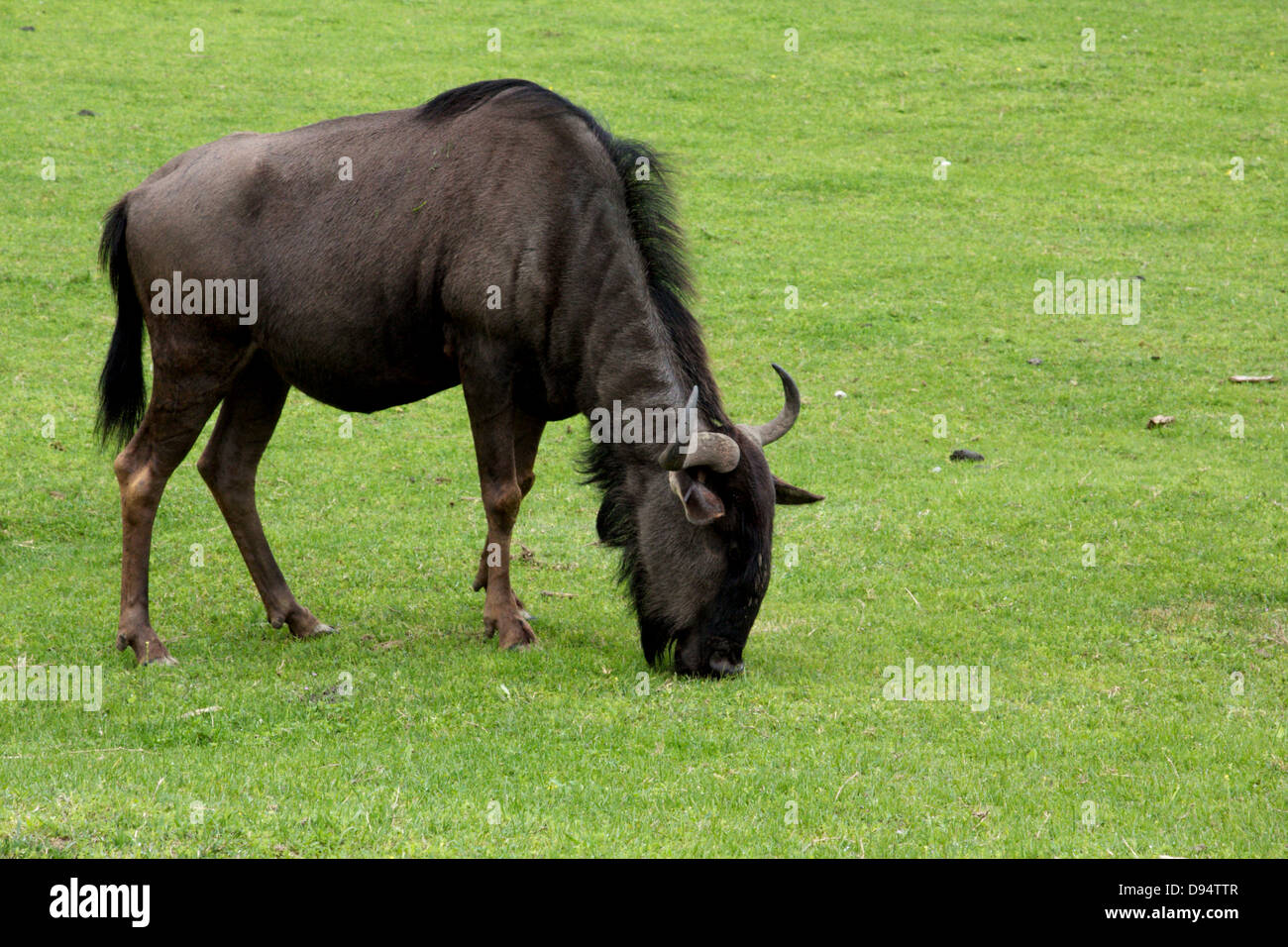 a gnu in a grass Stock Photo - Alamy