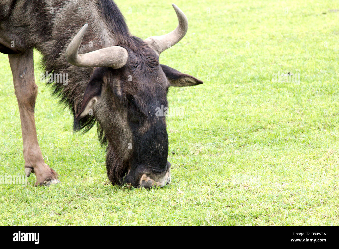 a gnu in a grass Stock Photo - Alamy