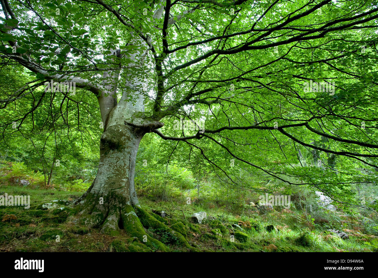Beech forest exterior beech forest exterior hi-res stock photography ...