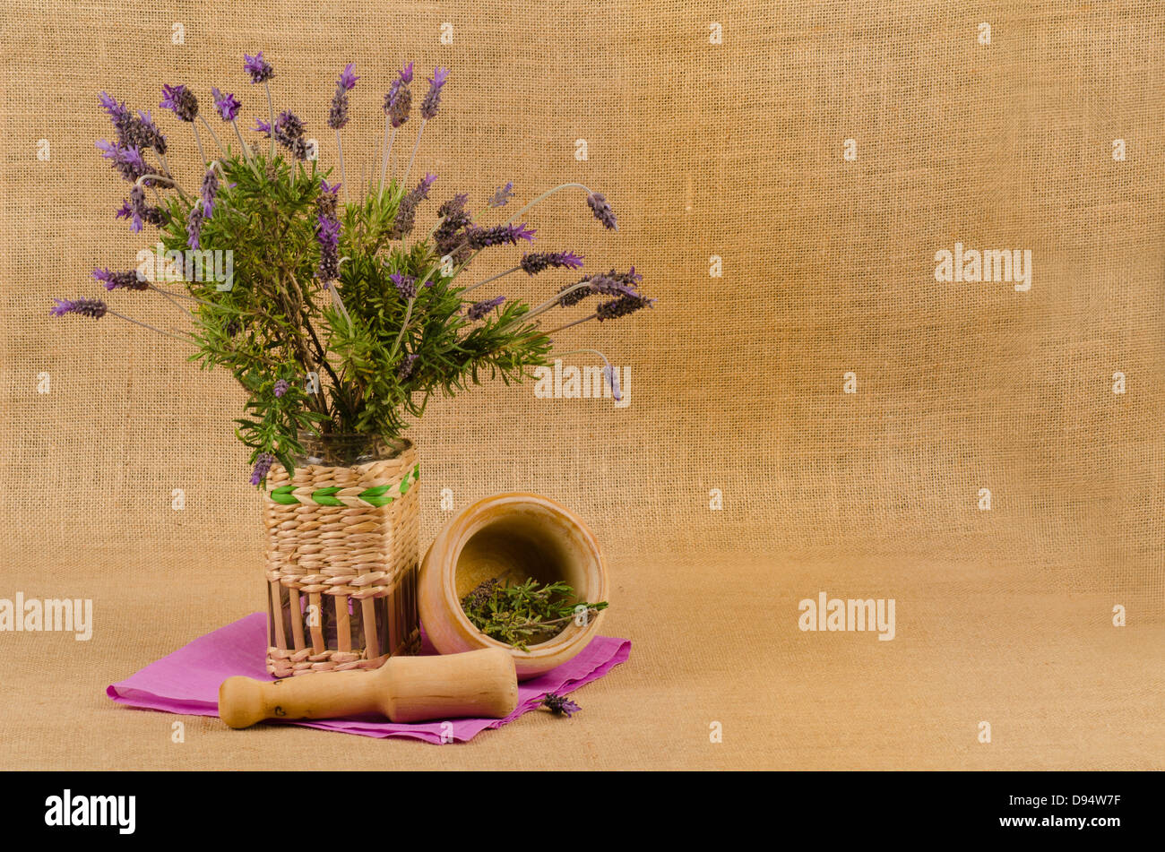 Lavender stalk hi-res stock photography and images - Alamy