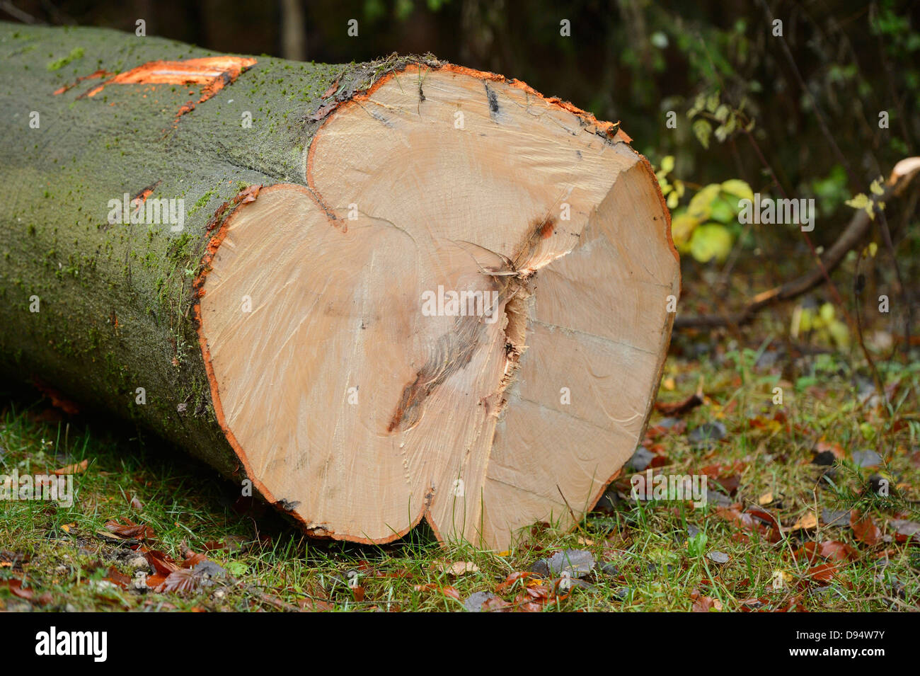 European Beech (Fagus sylvatica) Tree cut in Forest, Upper Palatinate ...