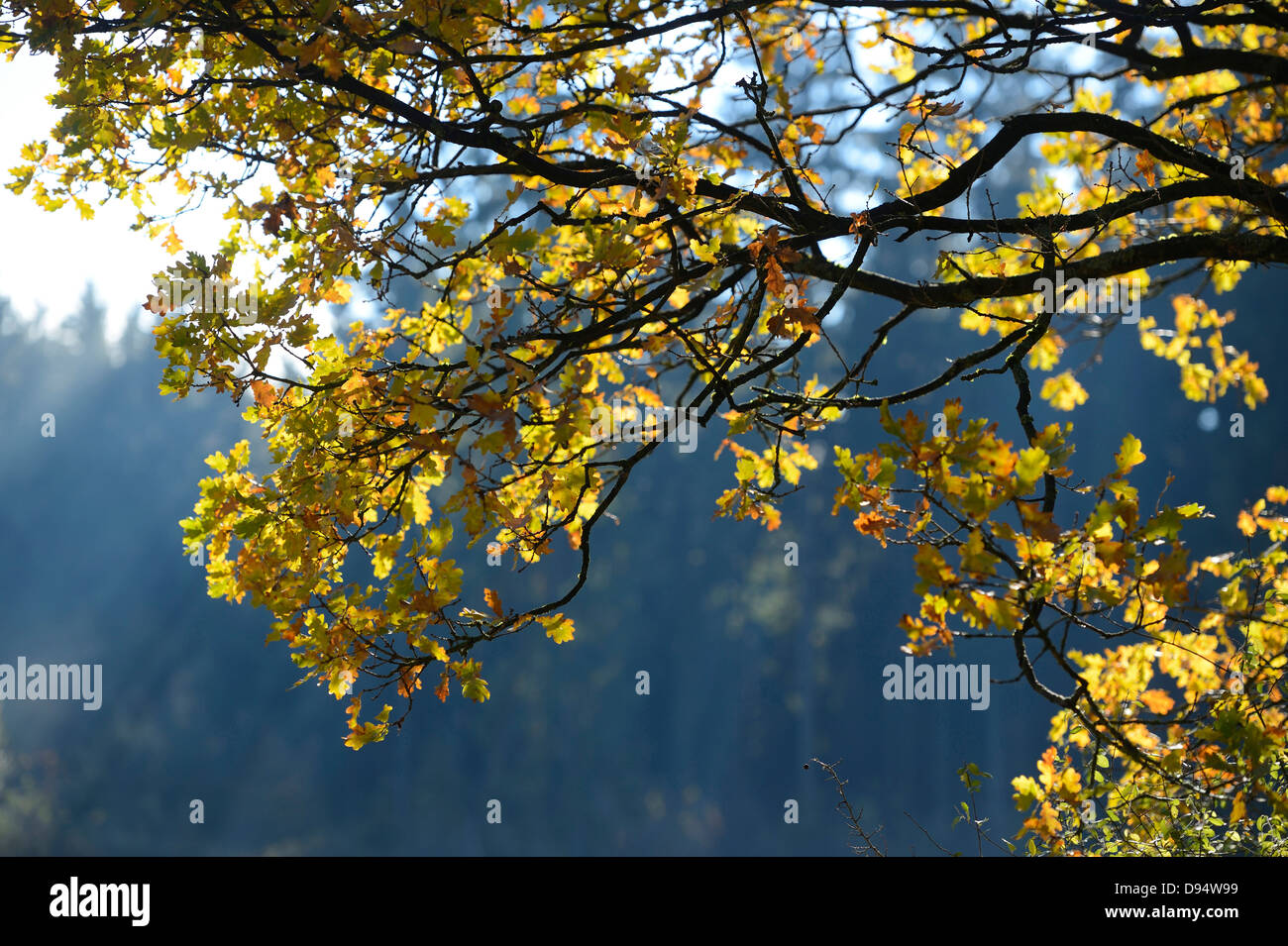 Oak tree leaves background fall quercus robur hi-res stock photography ...