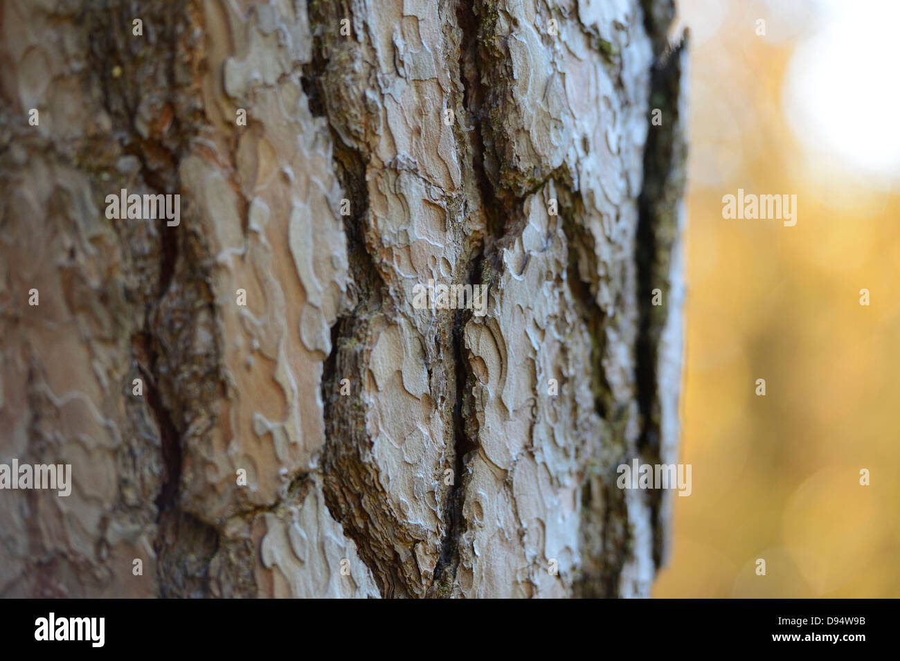 Close-up of Scots Pine (Pinus sylvestris) Tree Trunk, Neumarkt, Upper ...