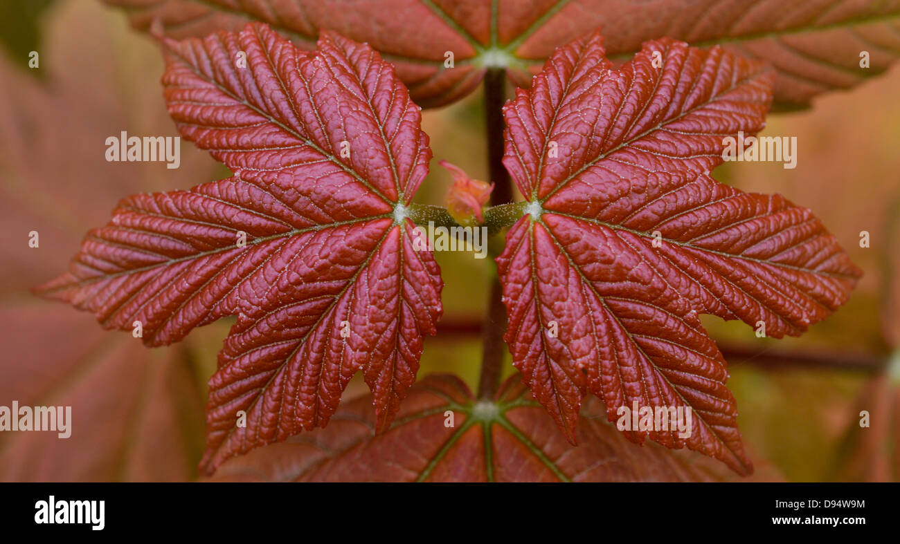 Twin leaf hi-res stock photography and images - Alamy