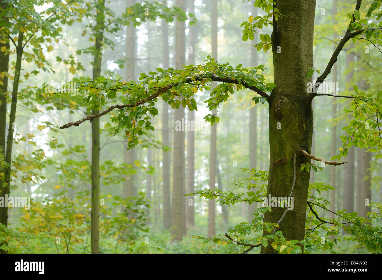 European Beech (Fagus sylvatica) Tree in Forest, Upper Palatinate ...