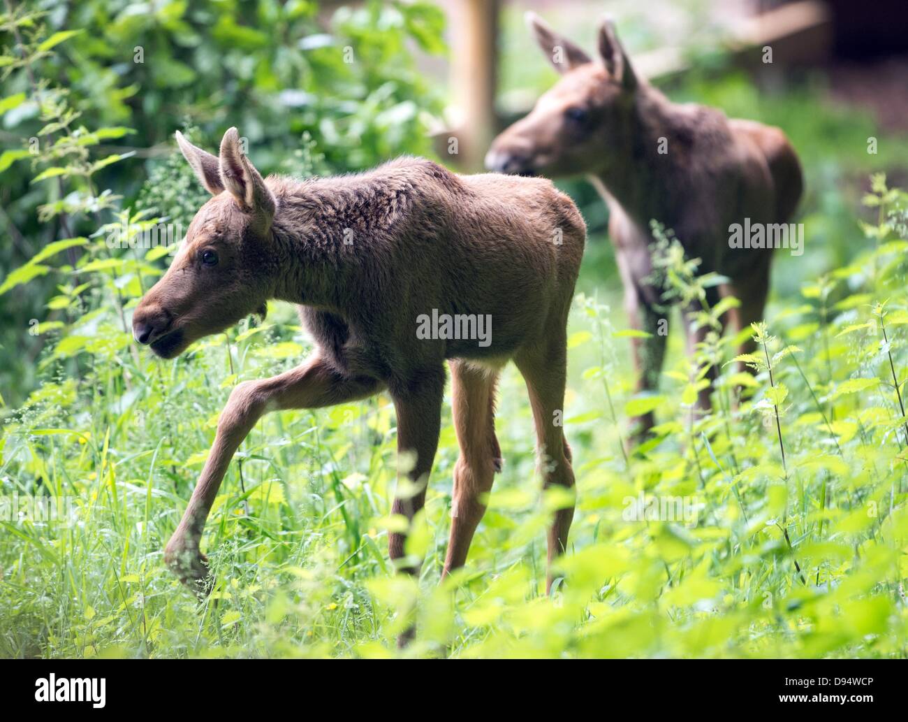 Hanau, Germany. 11th June, 2013. Moose offspring Haegar (front) shields ...