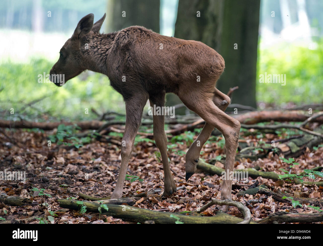 Hanau, Germany. 11th June, 2013. Moose offspring Herbert tries to stand ...