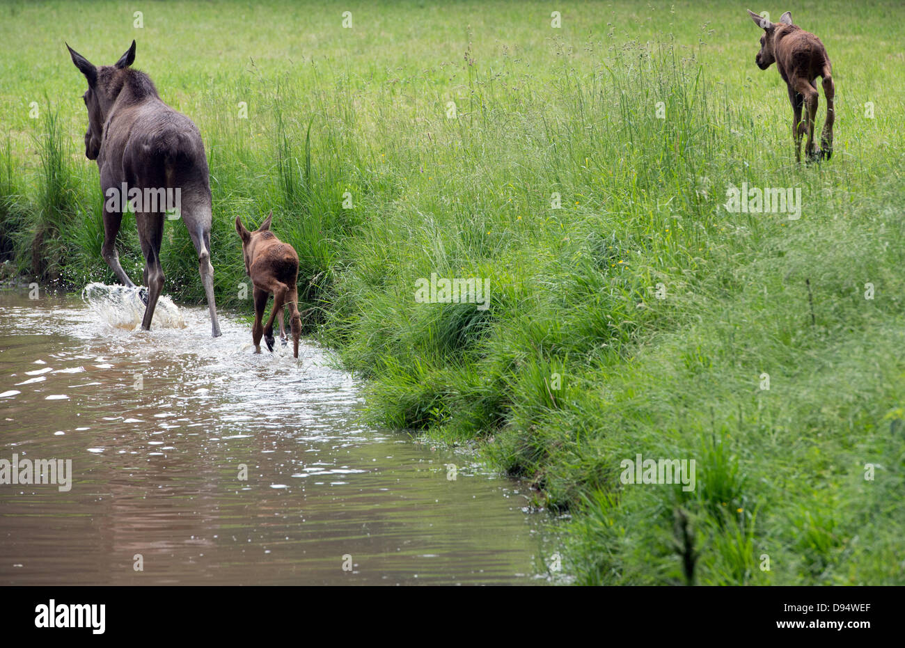 Hanau, Germany. 11th June, 2013. Moose offspring Herbert (R) follows ...