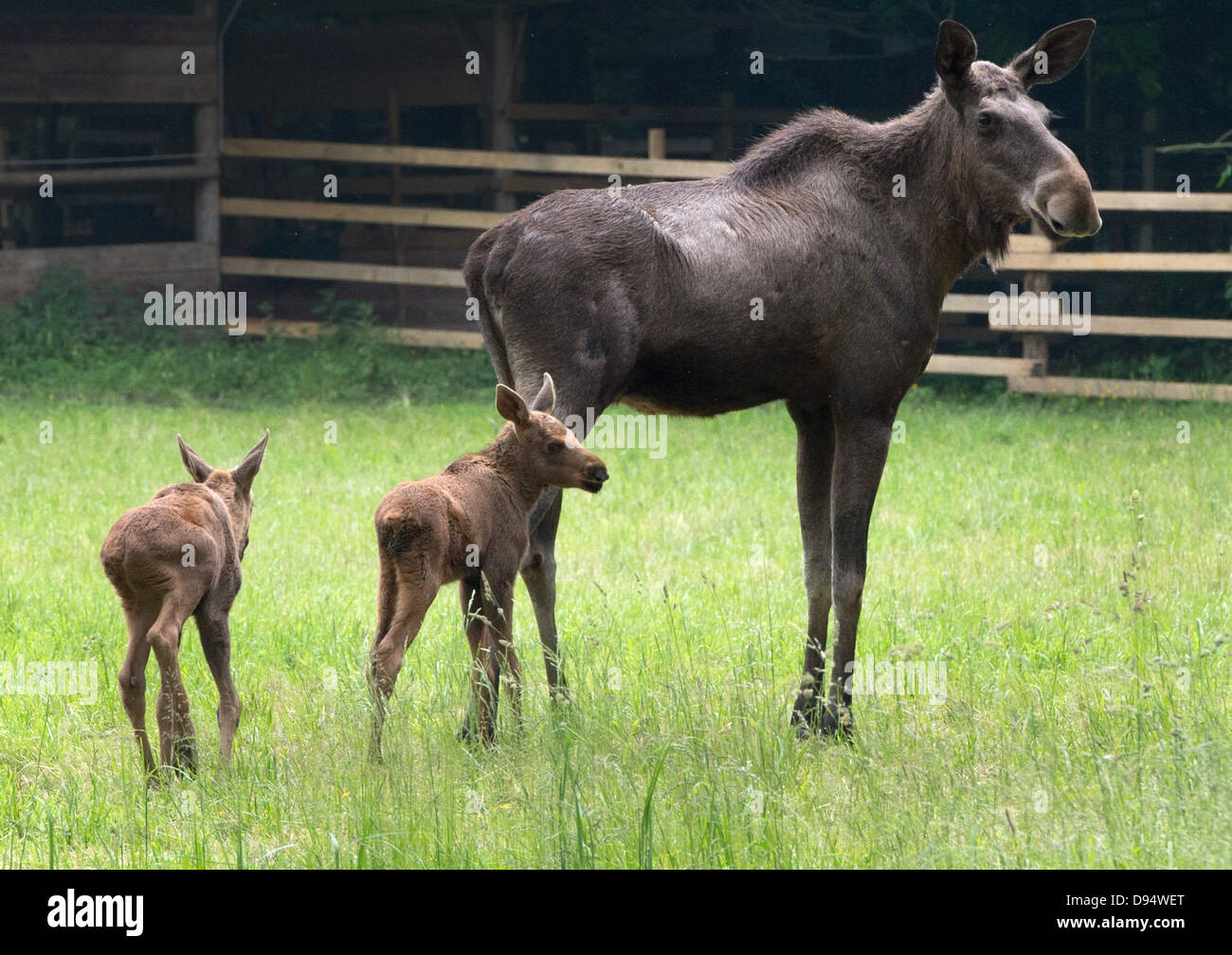 Hanau, Germany. 11th June, 2013. Moose offspring Herbert (L) follows ...