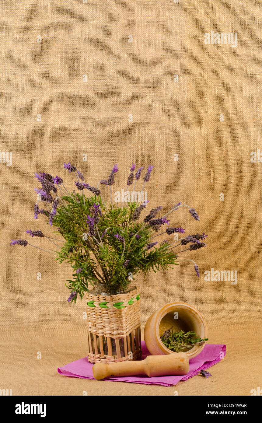 A bunch of freshly picked lavender stalks Stock Photo - Alamy