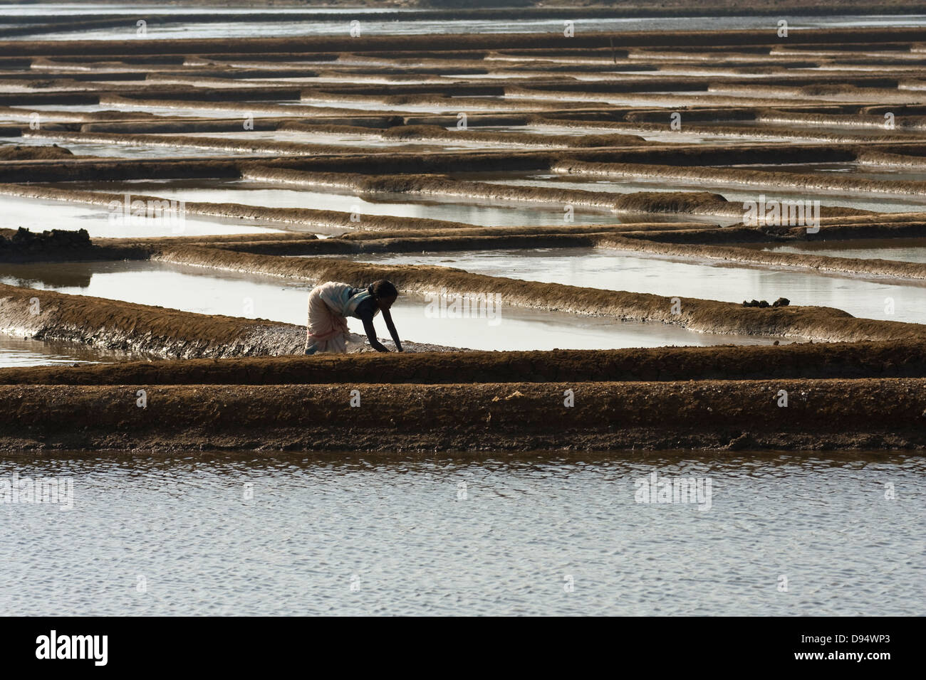 Salt field indian hi-res stock photography and images - Alamy