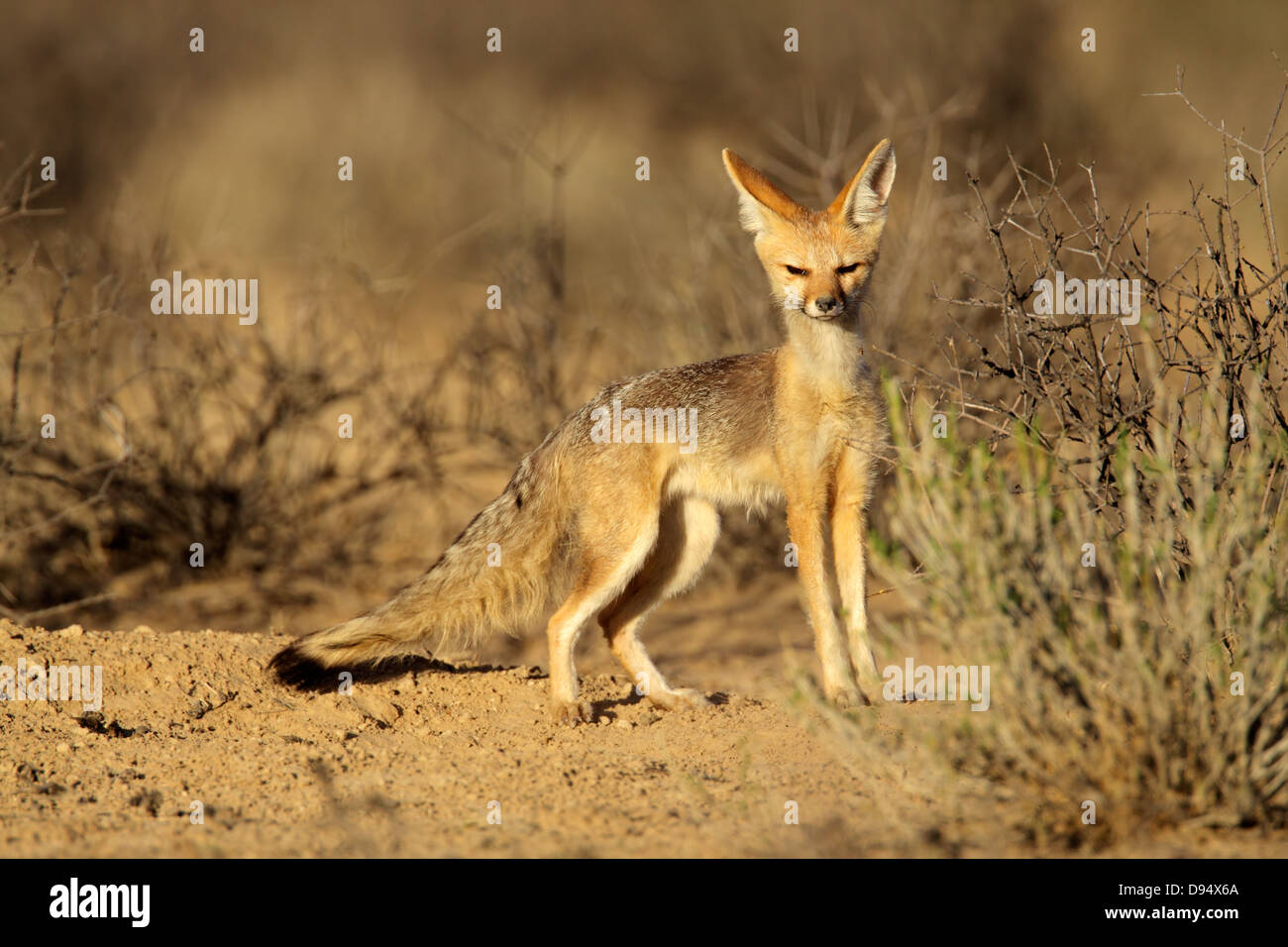 Cape fox (Vulpes chama), Kalahari desert, South Africa Stock Photo - Alamy