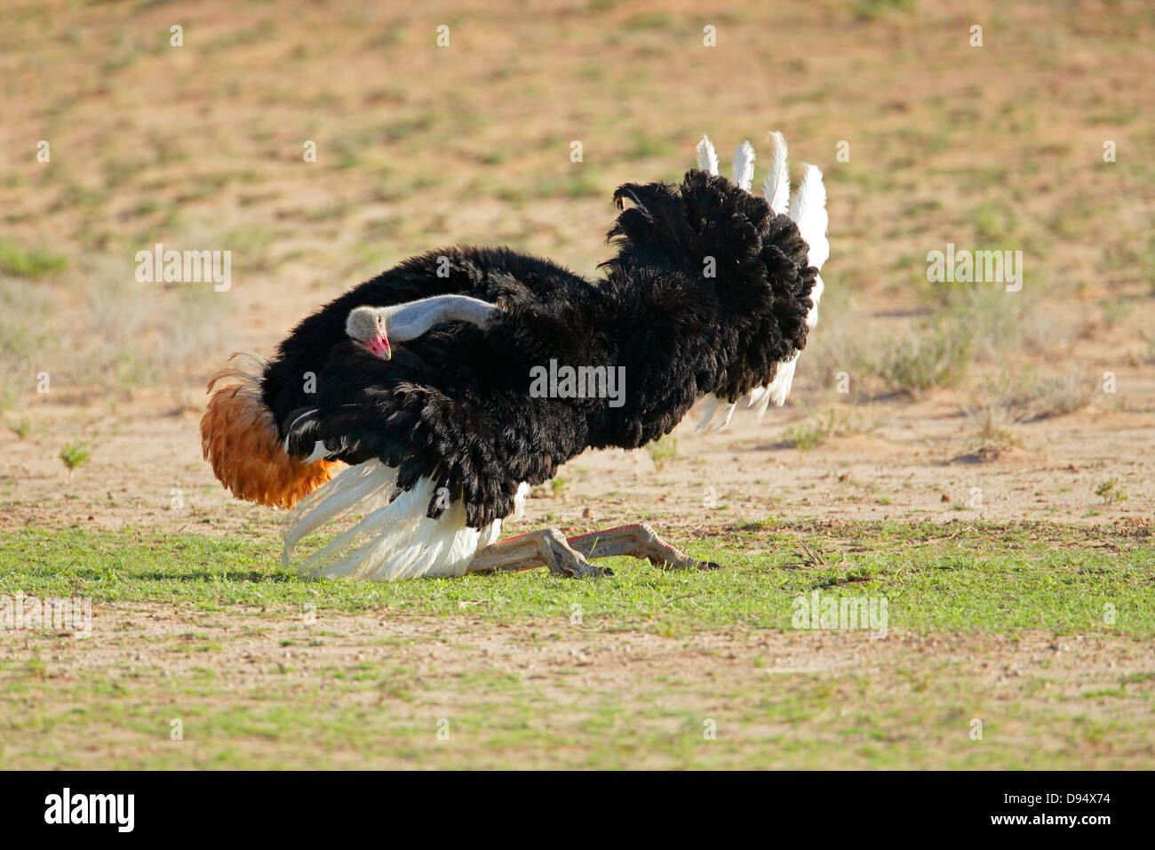Male ostrich (Struthio camelus) displaying with outstretched wings ...