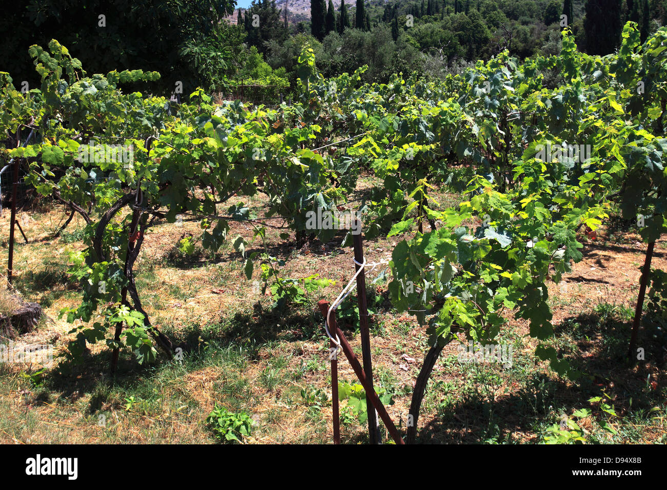 Corfu grape hi-res stock photography and images - Alamy