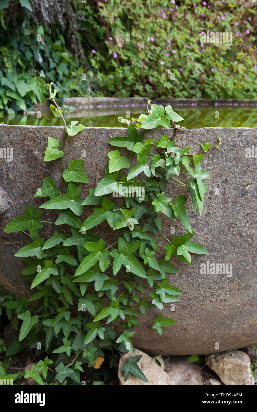 Ivy (Hedera helix) Climbing up a Water Trough Stock Photo - Alamy