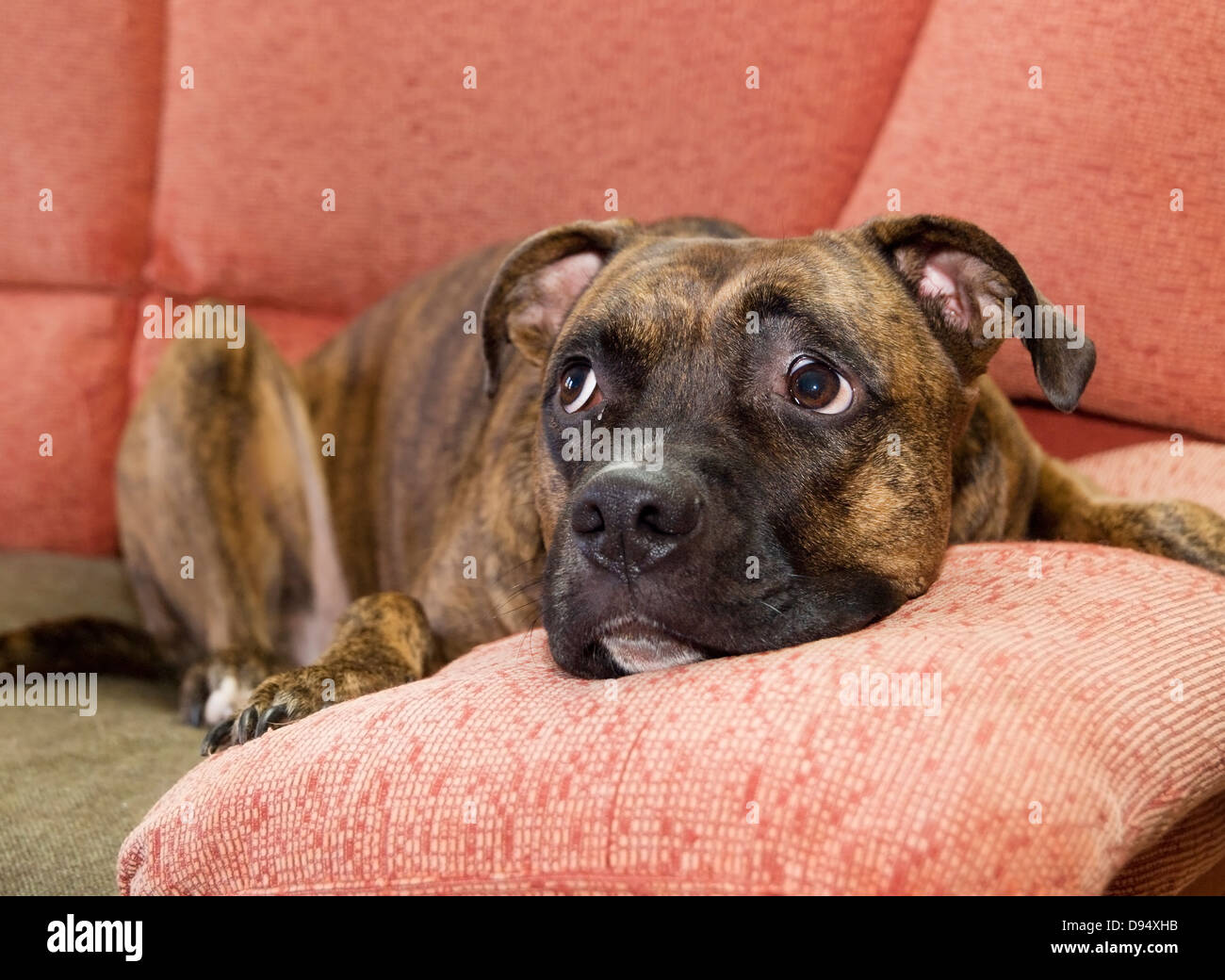 Pit bull inside hi-res stock photography and images - Alamy