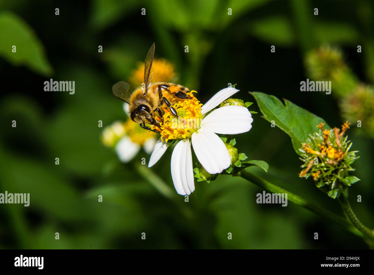 Macro bee on golden hi-res stock photography and images - Alamy